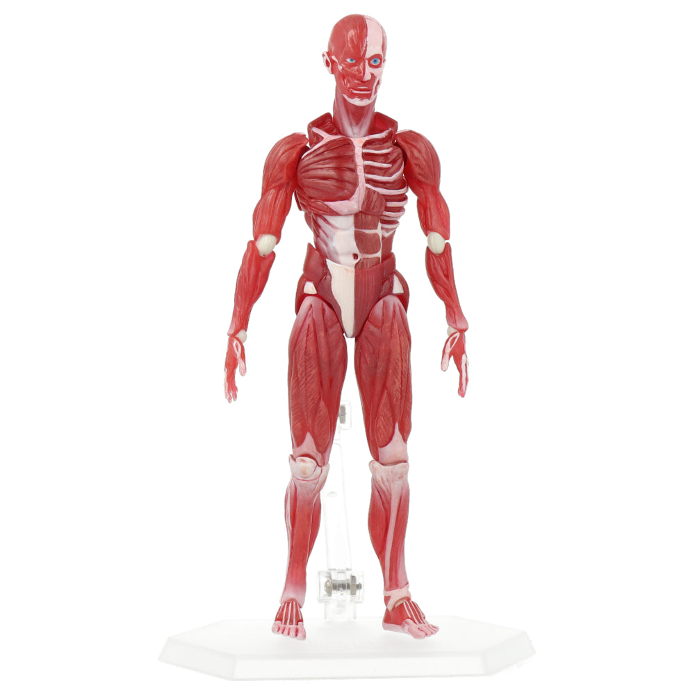 Figma - Human Anatomical Model – Artoyz