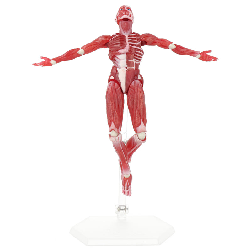 Figma - Human Anatomical Model – Artoyz