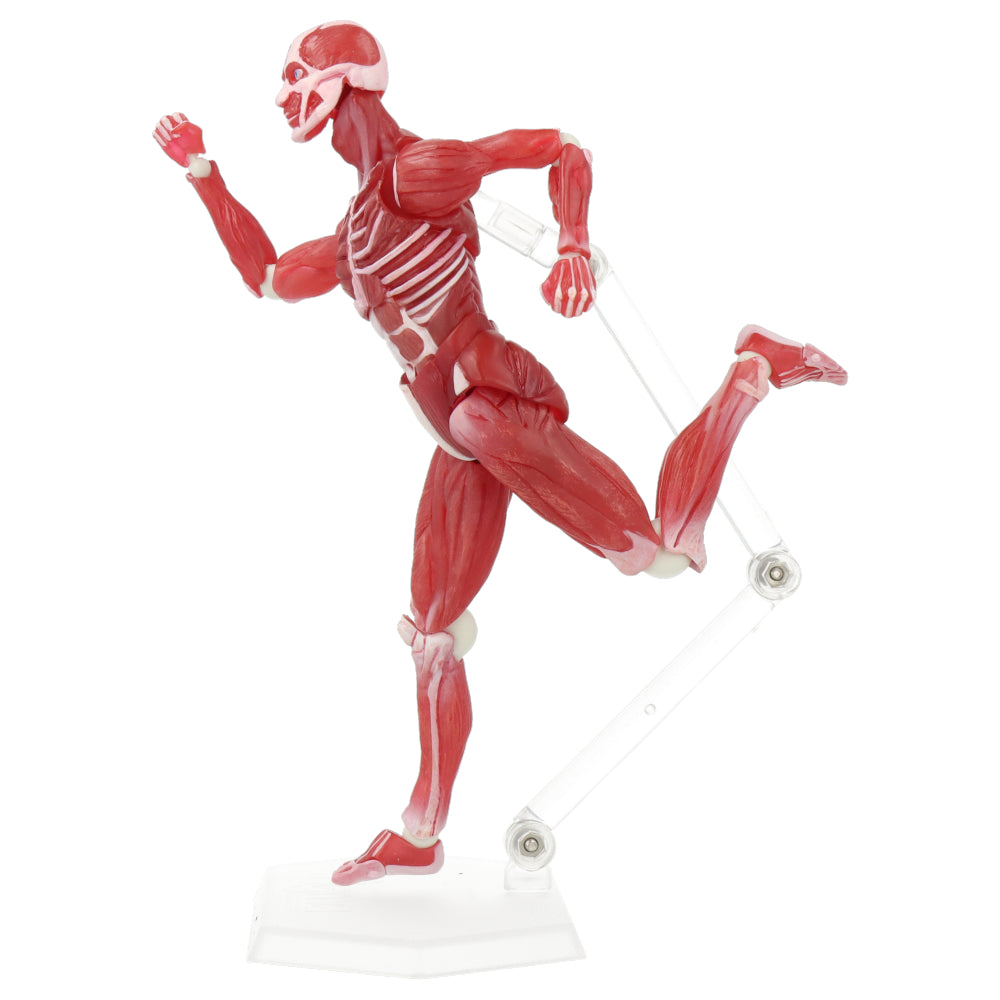Figma - Human Anatomical Model – Artoyz