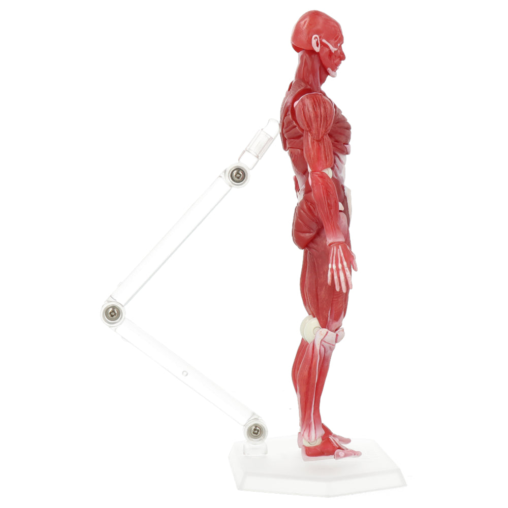 Figma - Human Anatomical Model – Artoyz