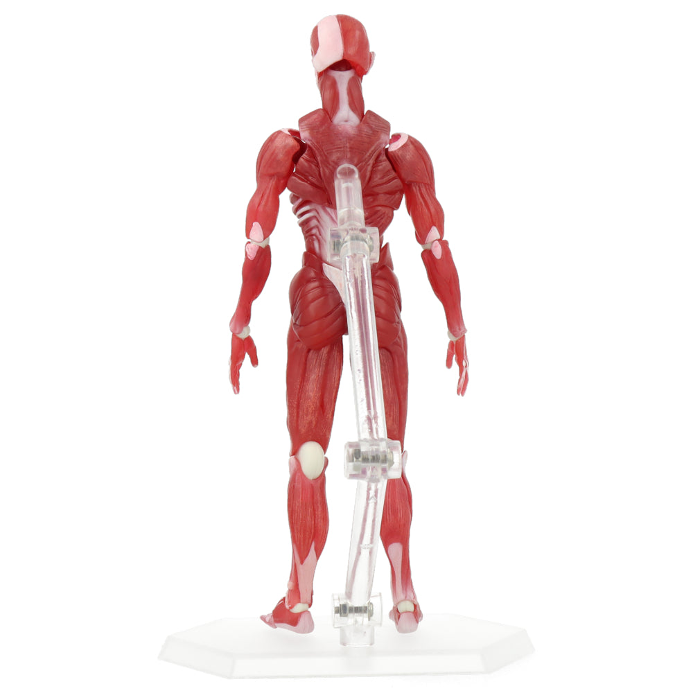 Figma - Human Anatomical Model – Artoyz
