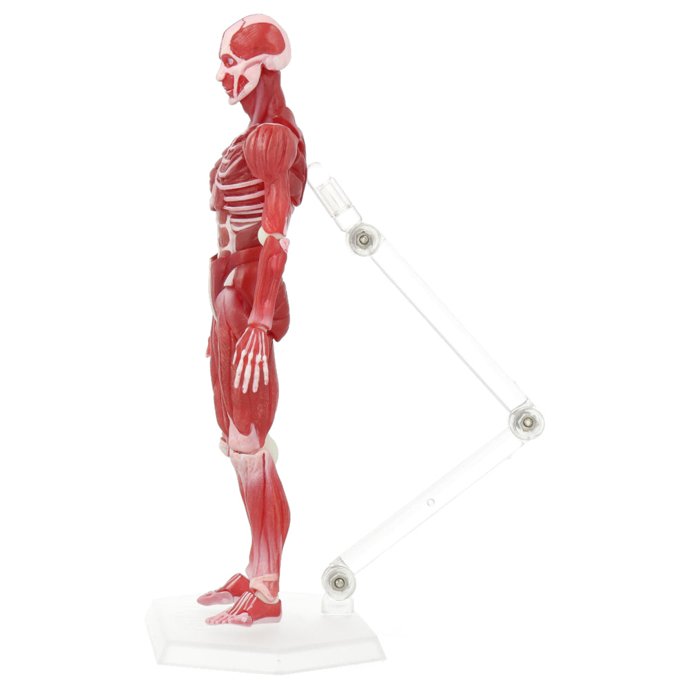 Figma - Human Anatomical Model – Artoyz