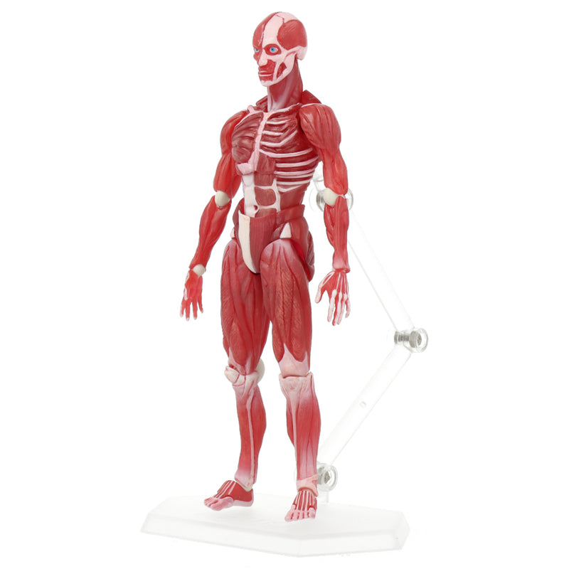 Figma - Human Anatomical Model – Artoyz