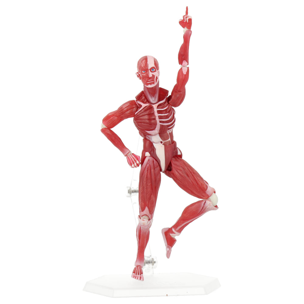 Figma - Human Anatomical Model – Artoyz