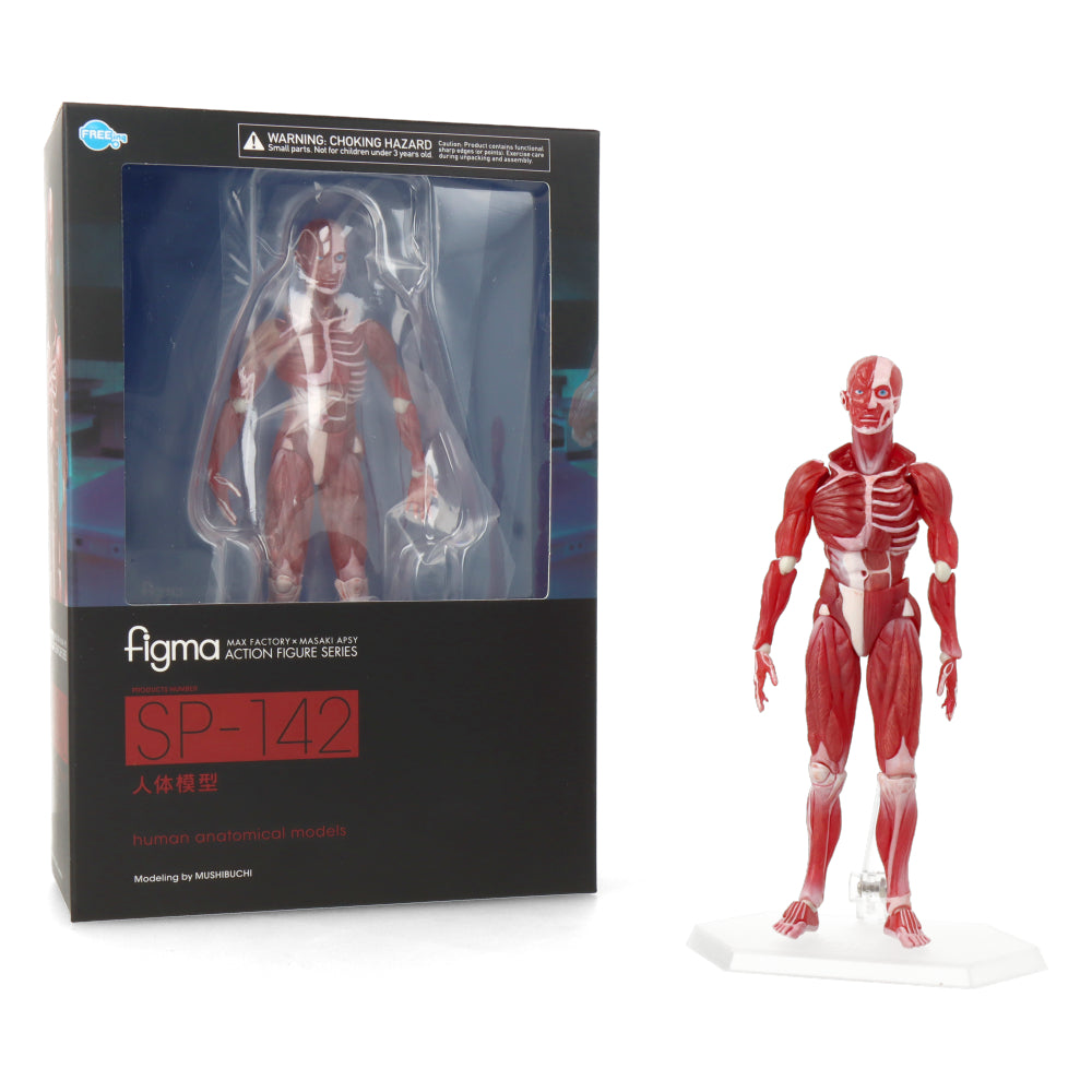 Figma - Human Anatomical Model – Artoyz